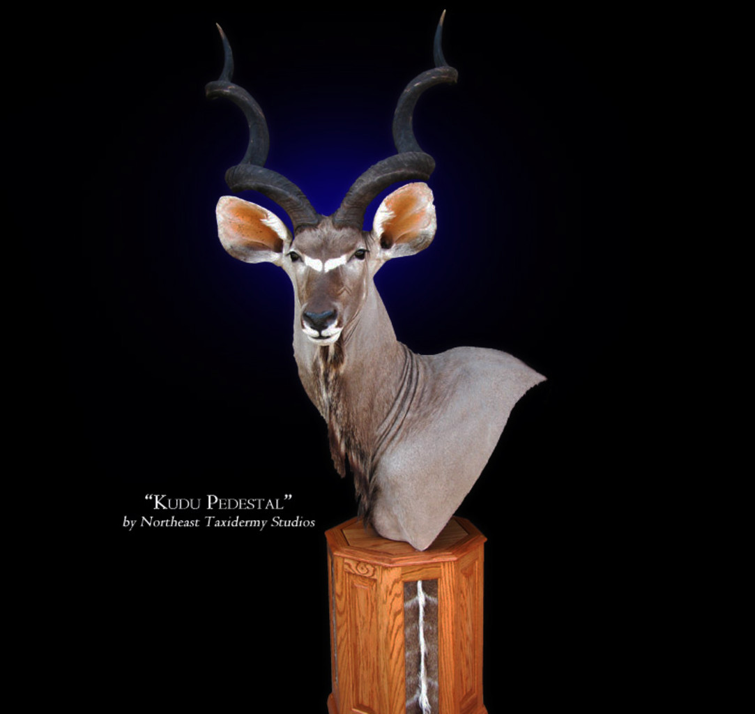 Kudu Mount, Kudu Taxidermy