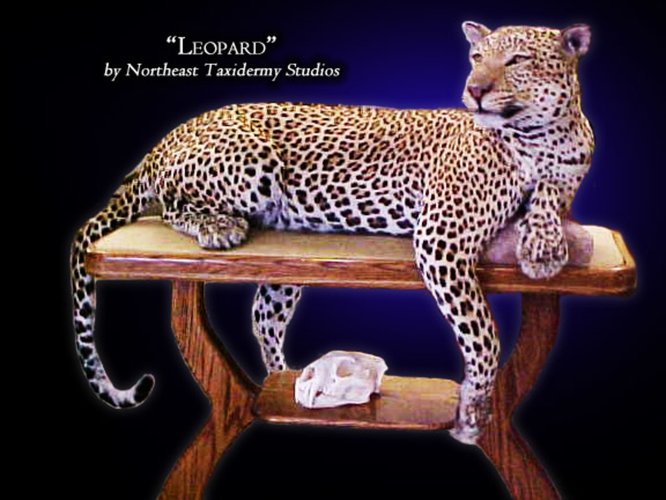 Leopard Mount, Leopard Taxidermy