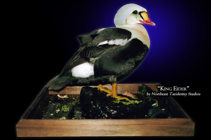 King Eider Mount, Mounted King Eider Taxidermy