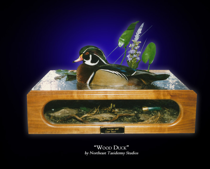 Wood Duck Mount, Mounted Wood Duck Taxidermy