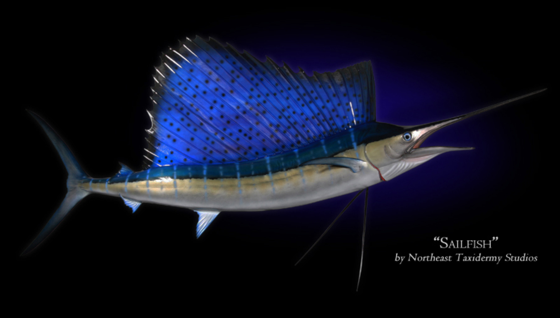 Sailfish Mounts (Fish Mounts) by Northeast Taxidermy