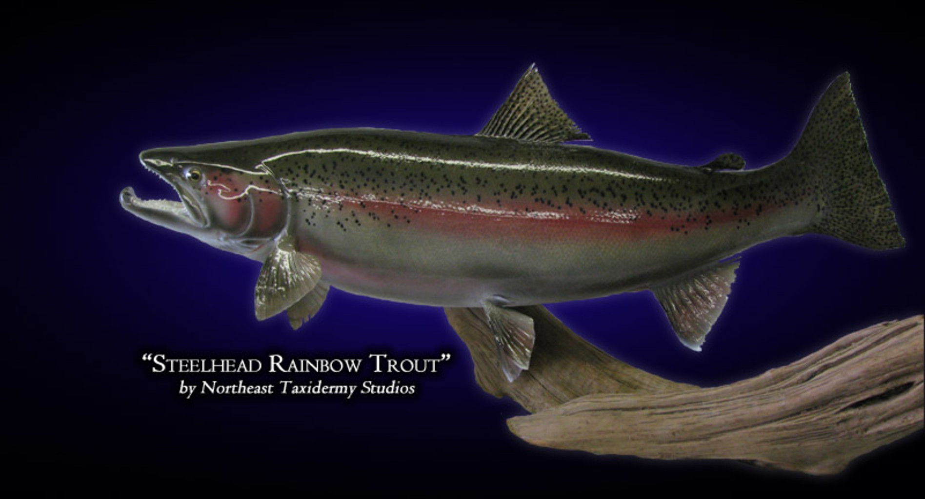 Steelhead Rainbow Trout Mounts (Fish Mounts) by Northeast Taxidermy