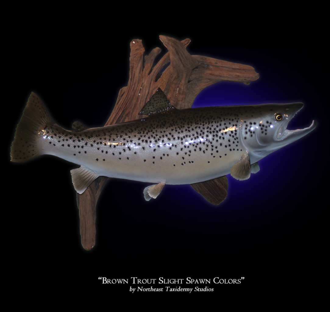 Brown Trout Mounts (Fish Mounts) by Northeast Taxidermy
