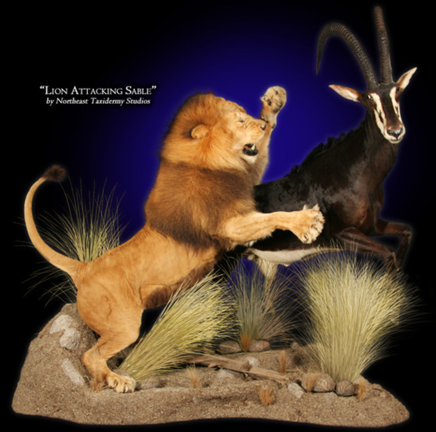 African Lion Mount, African Lion Taxidermy
