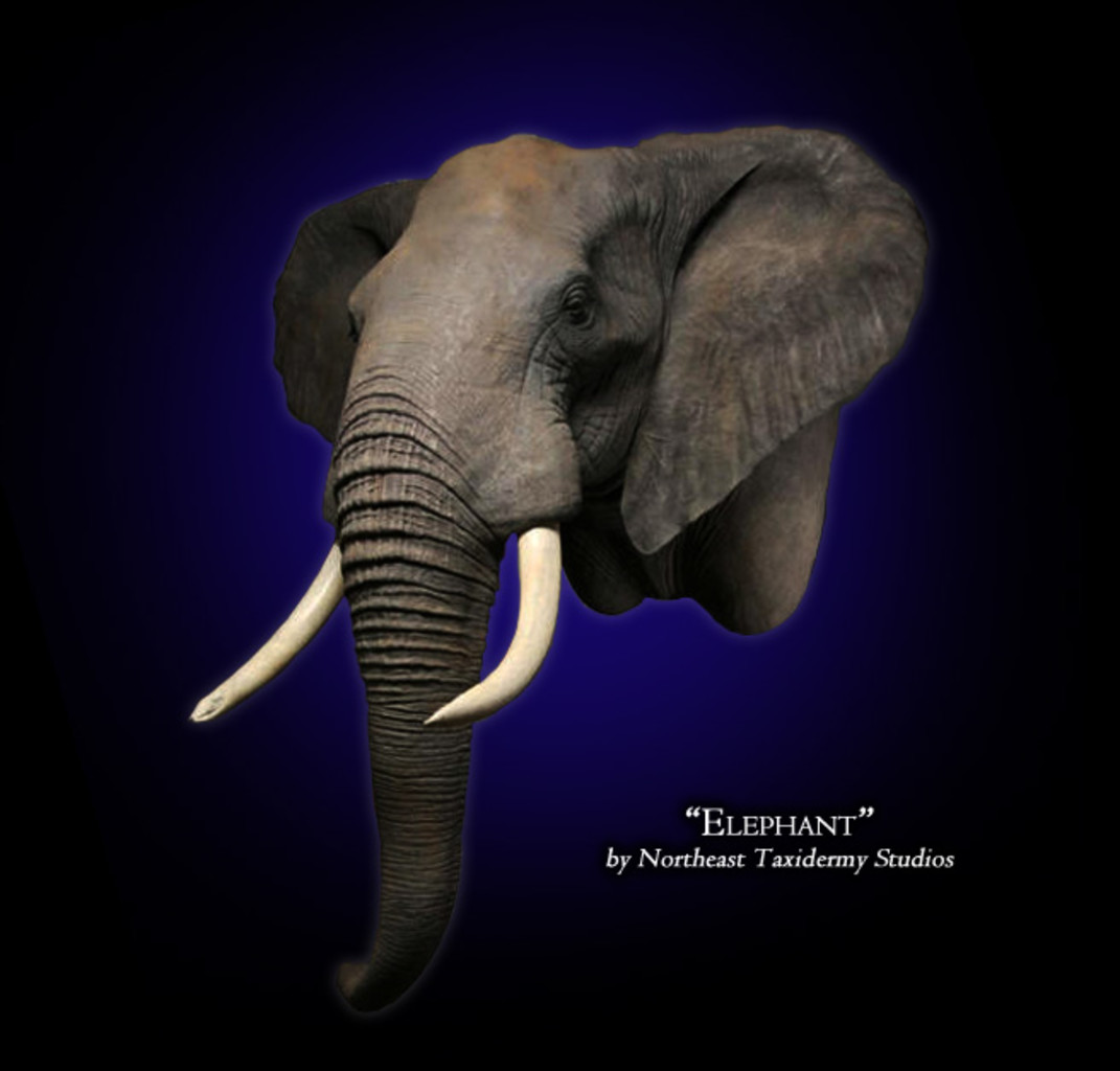 Elephant Mount, Elephant Taxidermy
