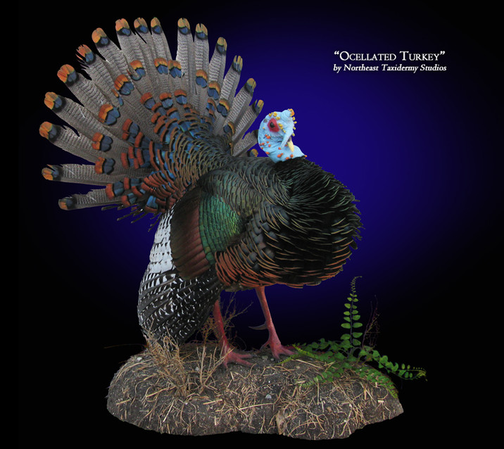 Ocellated Turkey Mount, Mounted Ocellated Turkey Taxidermy