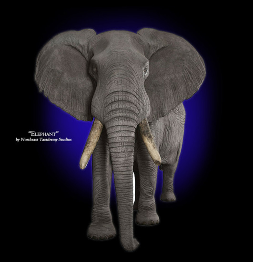 Elephant Mount, Elephant Taxidermy