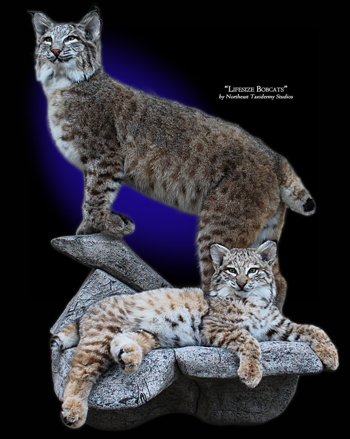 Bobcat Mount, Mounted Bobcat Taxidermy