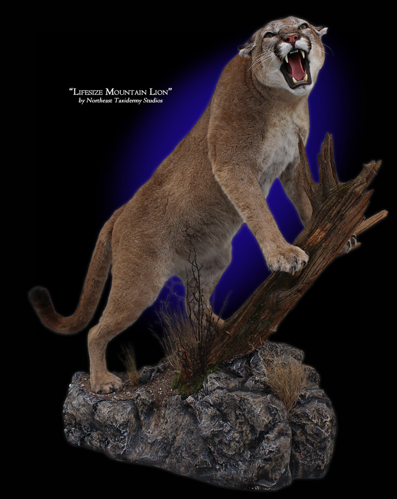 Mountain Lion Mount, Mounted Mountain Lion Taxidermy