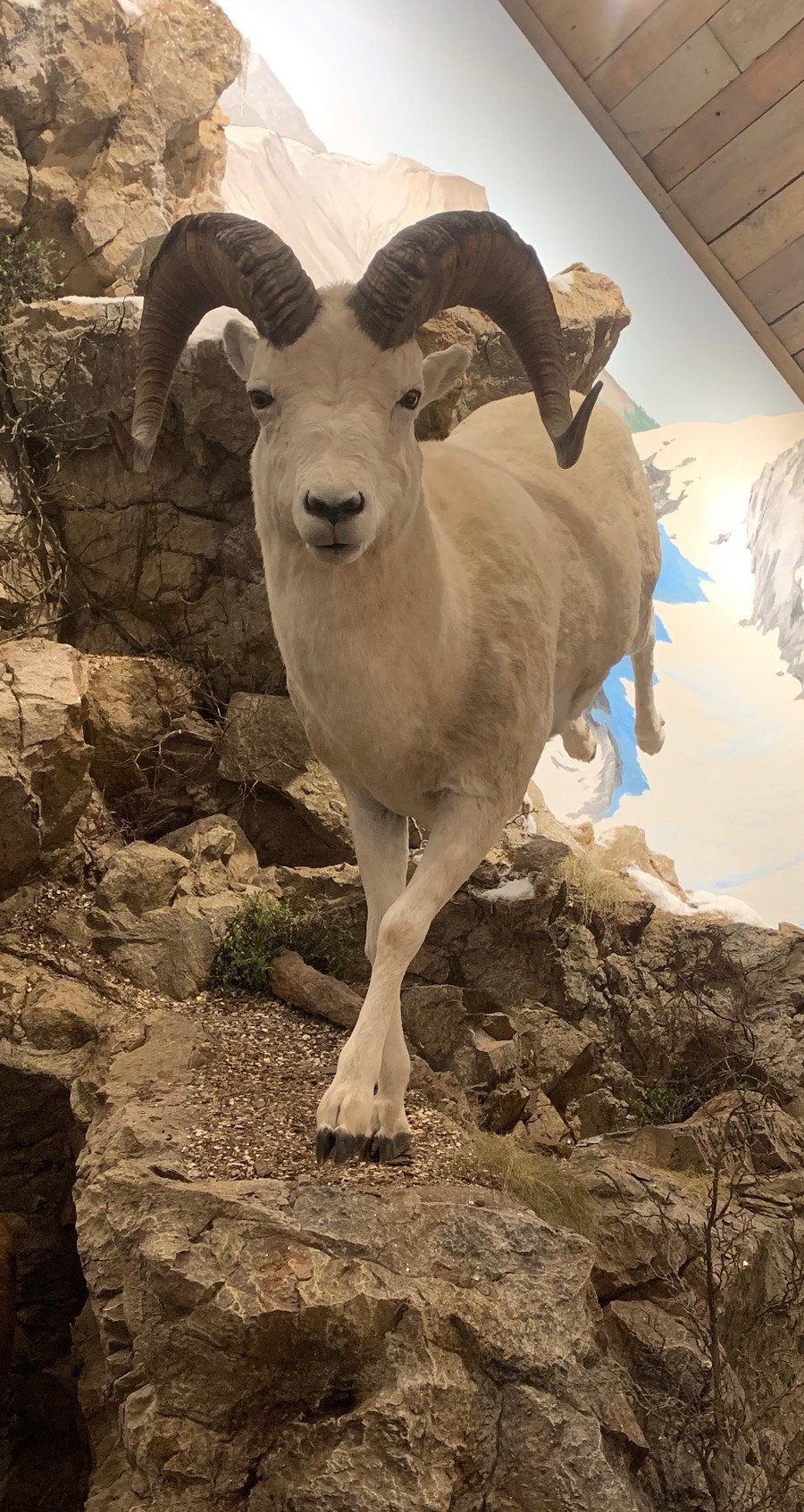 Dall Sheep Mount, Mounted Dall Sheep Taxidermy