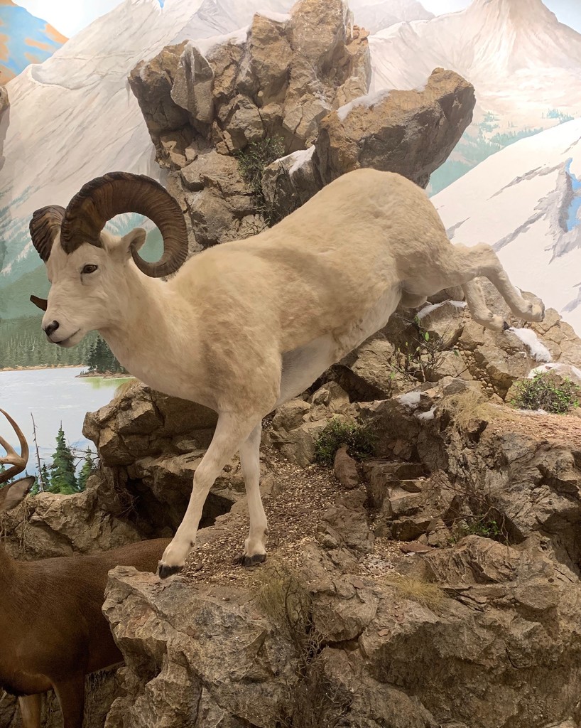 Dall Sheep Mount, Mounted Dall Sheep Taxidermy