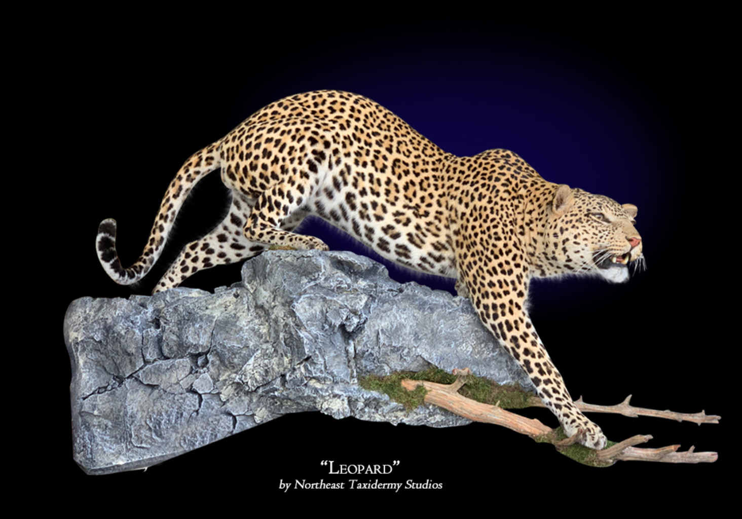Leopard Mount, Leopard Taxidermy