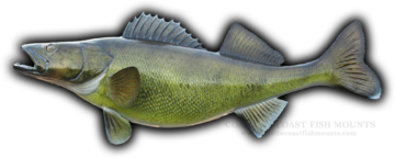 Walleye Fish Mounts & Fish Replicas