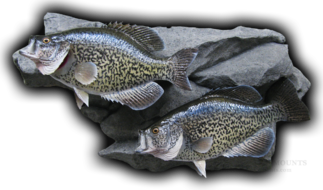 18", 4 lb Black Crappie Fish Mount Replica