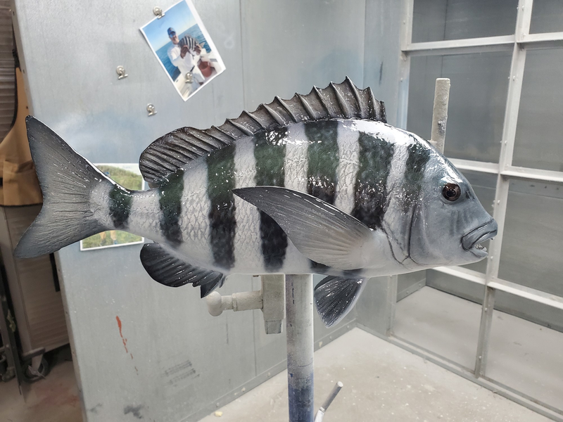 Sheepshead Fish Mounts & Replicas by Coast-to-Coast Fish Mounts