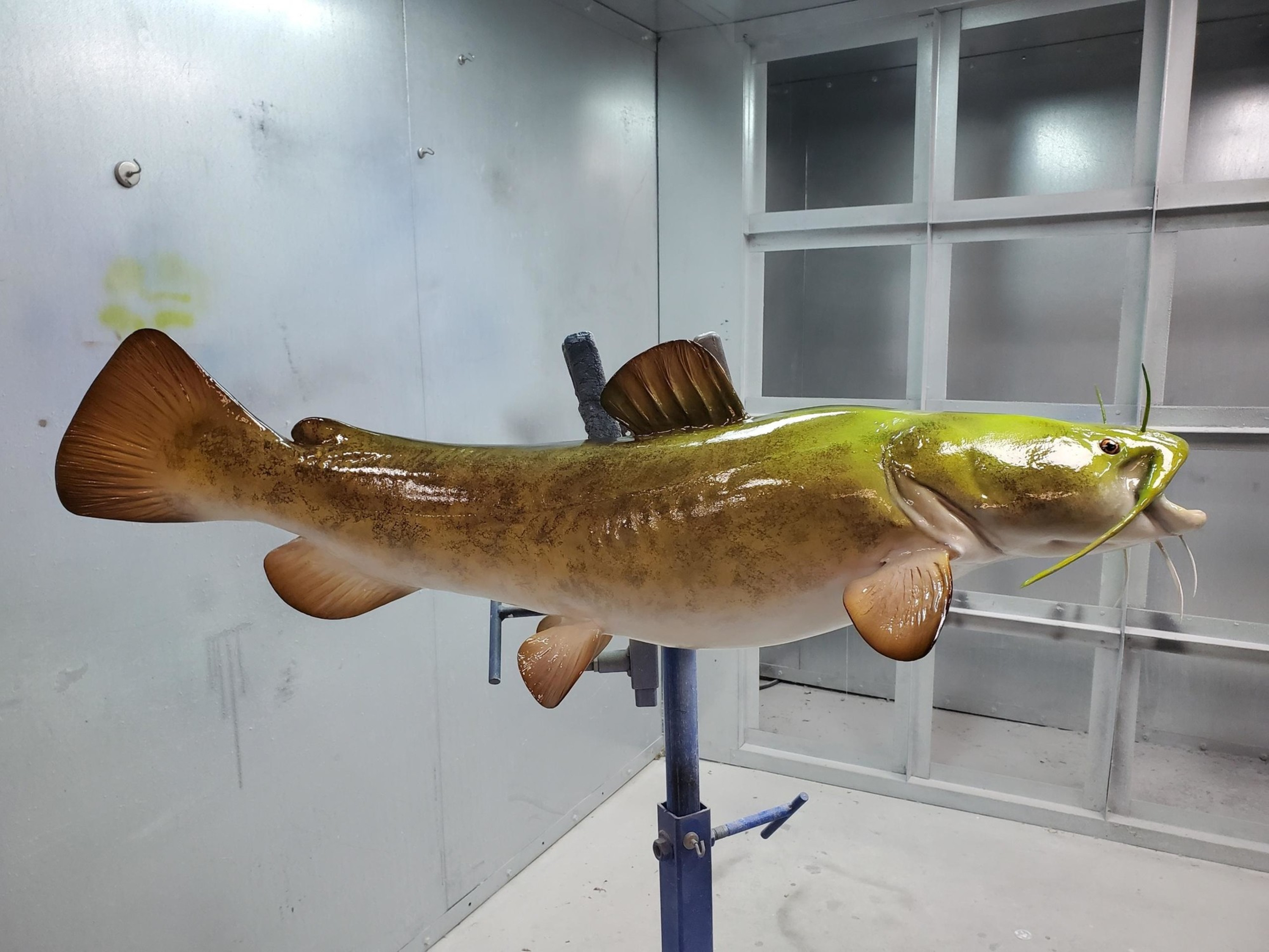 Flathead Catfish Drawing Seba's Catfish No. 5, Isolated From The