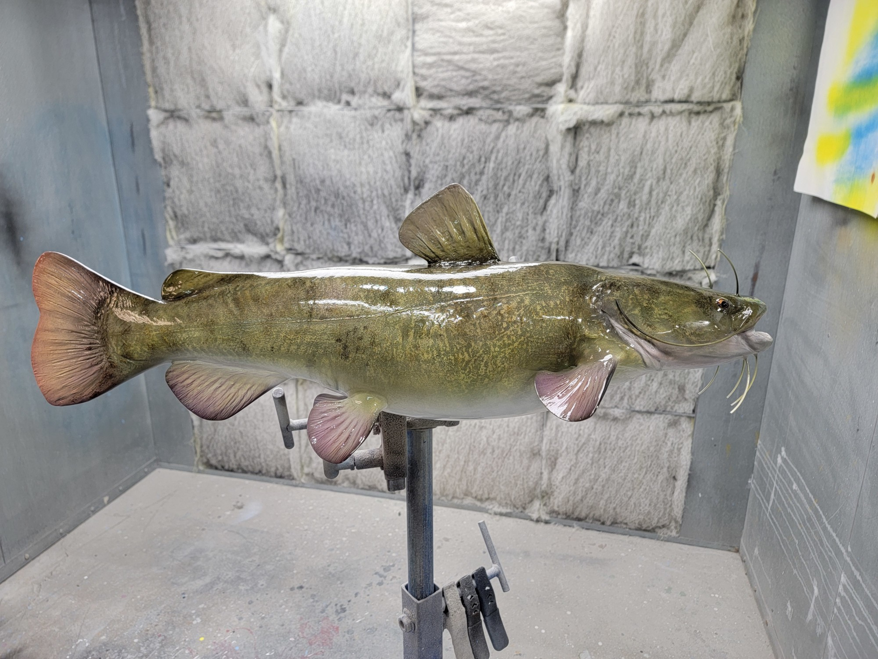 Flathead Catfish Drawing Seba's Catfish No. 5, Isolated From The