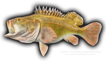 Yellow Eye Rock Fish Fish Mounts & Fish Replicas