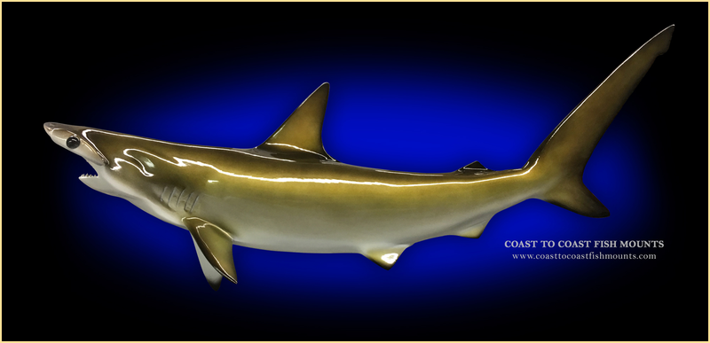 Hammerhead Shark Fish Mounts & Replicas by Coast-to-Coast Fish Mounts