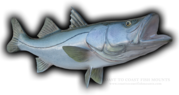 40" Snook Fish Mount Replica