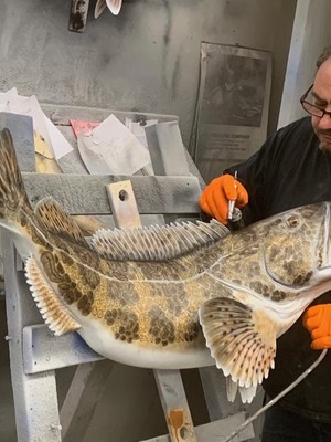 Ling Cod Fish Mounts & Replicas by Coast-to-Coast Fish Mounts