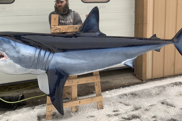 Mako Shark Fish Mounts & Fish Replicas
