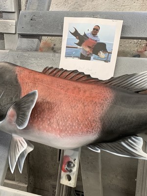 California Sheephead Fish Mounts & Fish Replicas