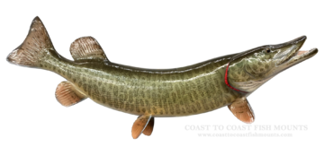 Muskie Fish Mounts & Fish Replicas
